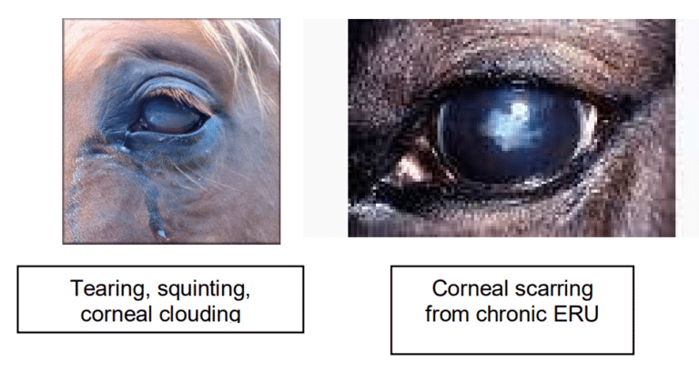 Equine Recurrent Uveitis “Moon Blindness” – LBEMC