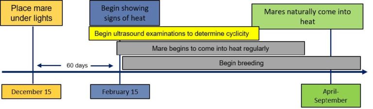 Artificial Lighting in Breeding Mares – LBEMC