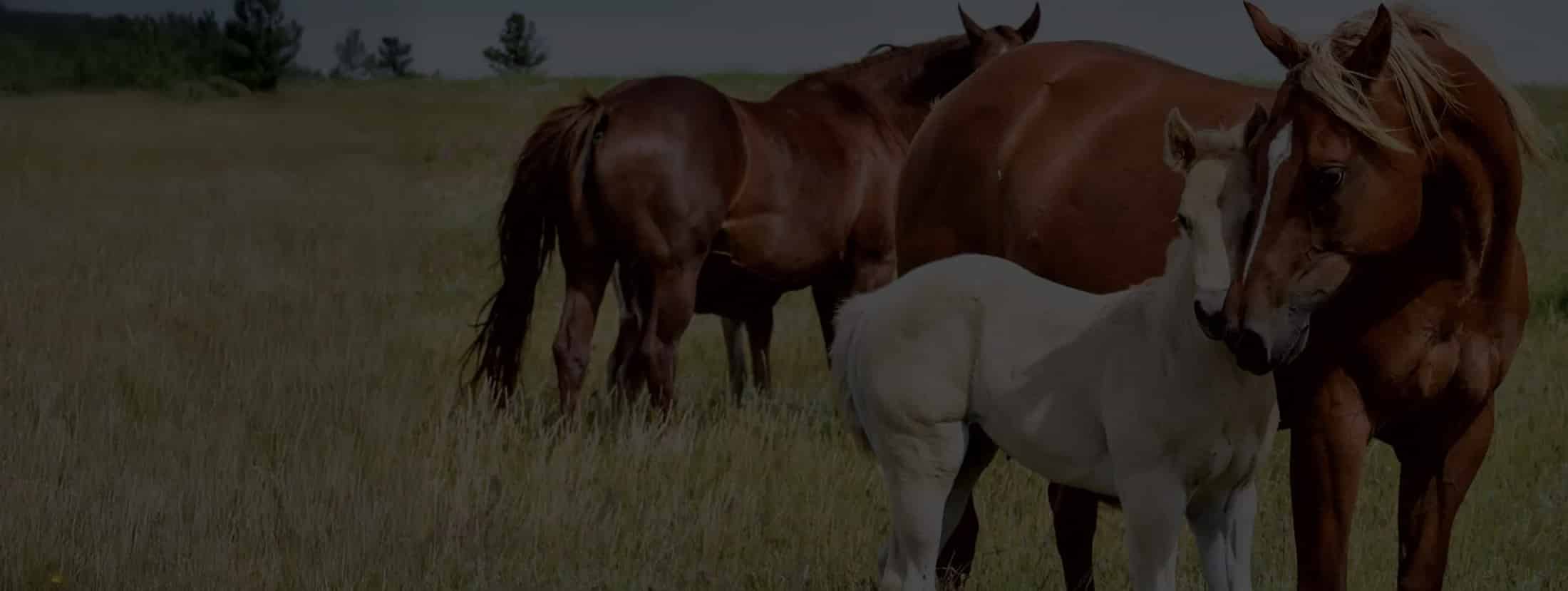 2025 BREEDING PACKAGES – LBEMC